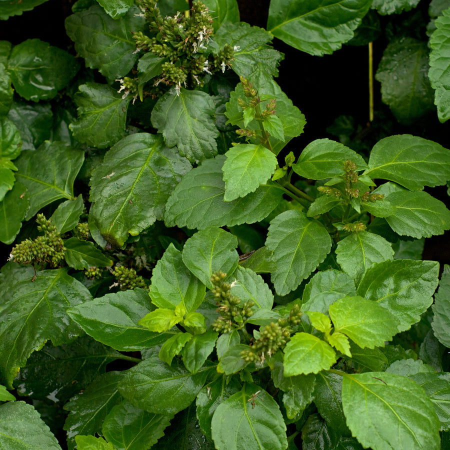 Looney Tunes Bugs Bunny™ – House of Sillage